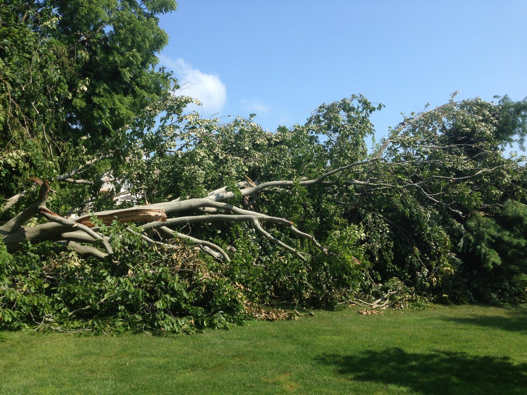 Storm Damage Cleanup - Tree Cleanup | Reaching Higher