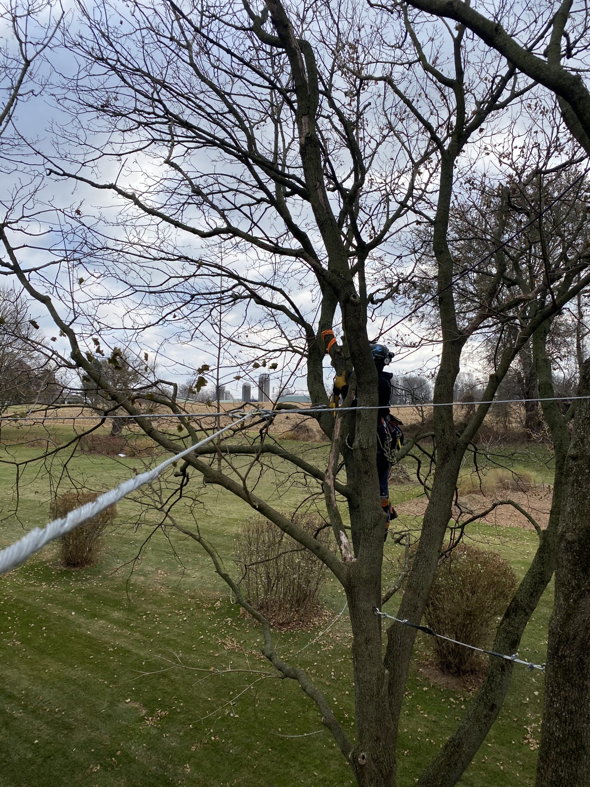 Tree Trimming Services - Pruning Services | Reaching Higher